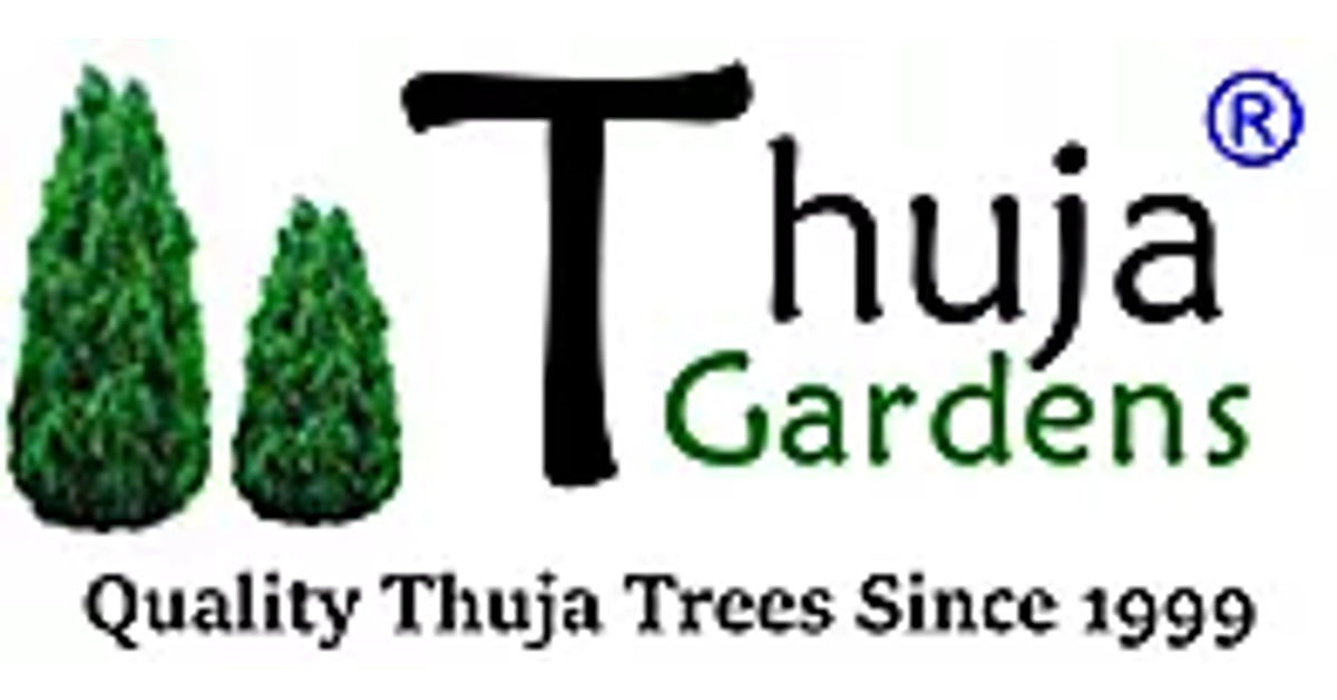 Shop Our Thuja Trees | Thuja Gardens